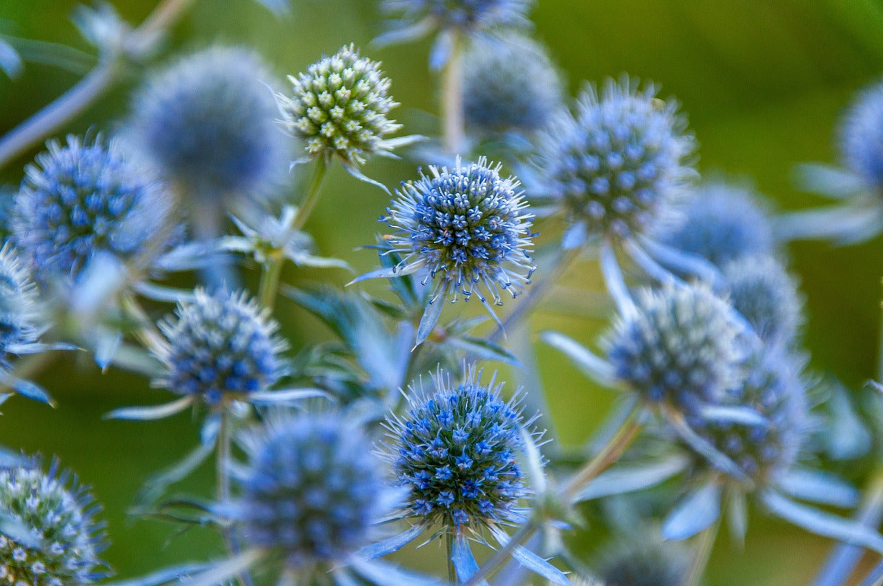 16 blaue Blumenarten für Ihren Garten